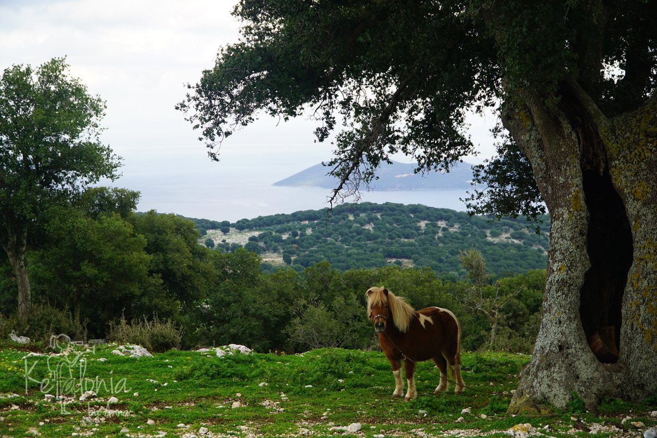 Monastery of Mother of God-"Themata" - Kefalonia by Anna