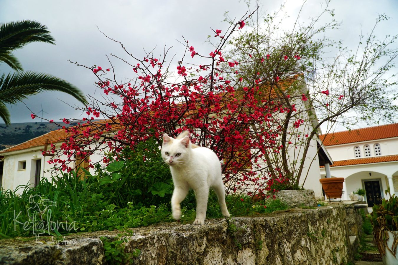 Monastery of Mother of God-"Themata" - Kefalonia by Anna