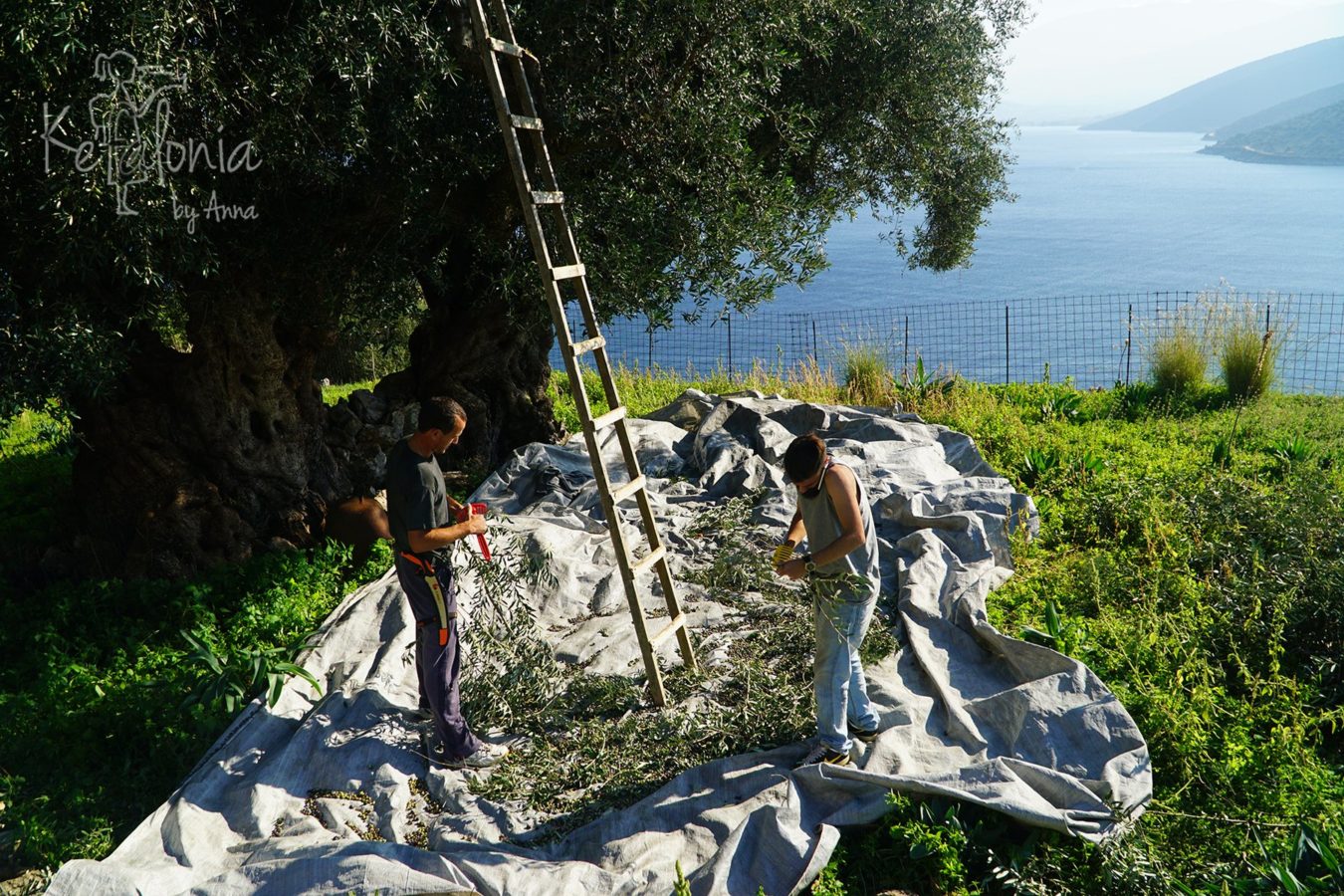Olive Story Museum, Makriotika - Kefalonia by Anna