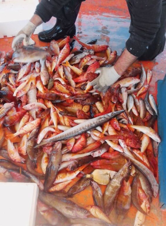 Fishing Tourism in Kefalonia "Michalis", Agia Pelagia - Kefalonia by Anna